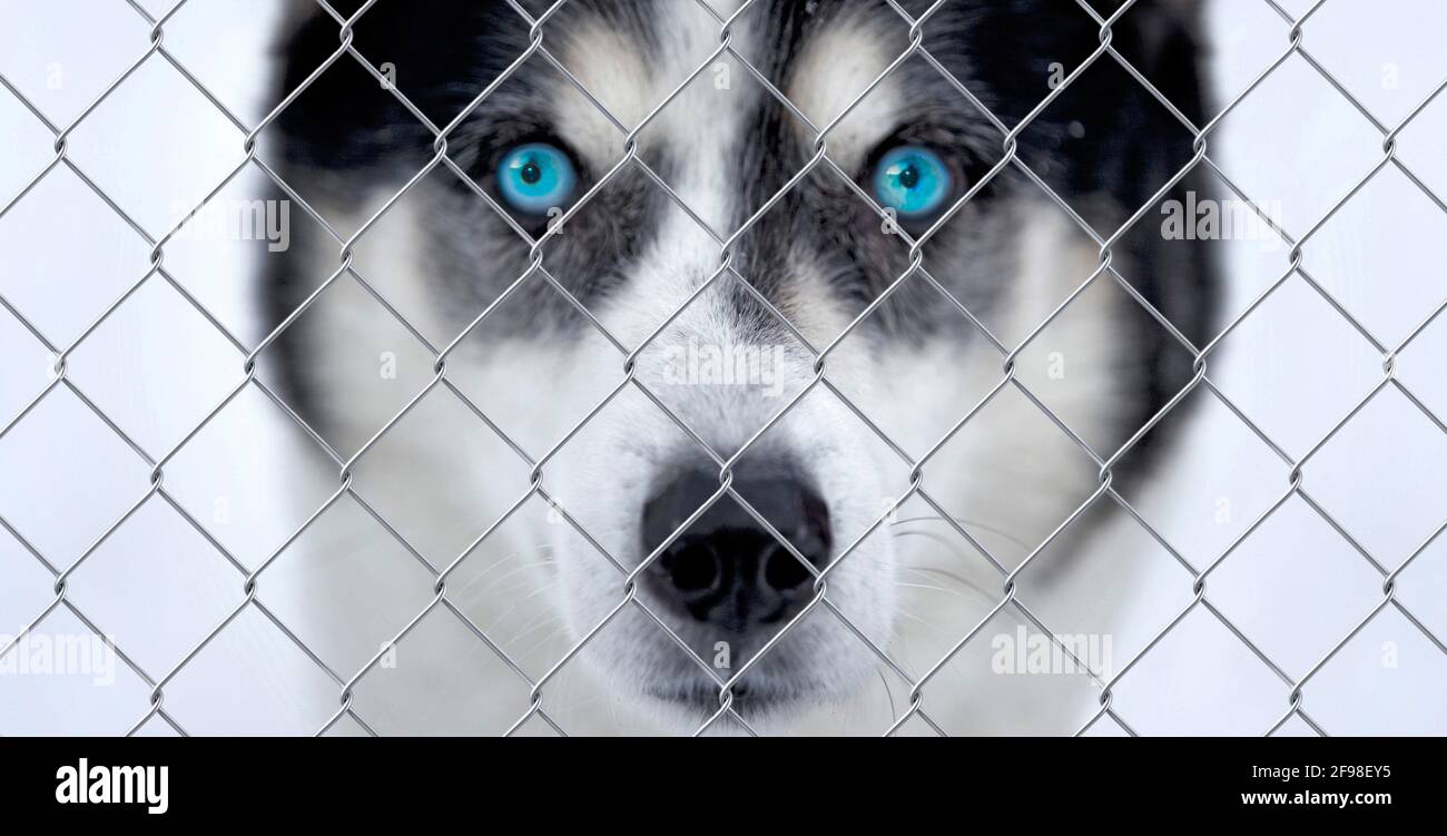 Blue-eyed husky behind a chain link fence Stock Photo - Alamy