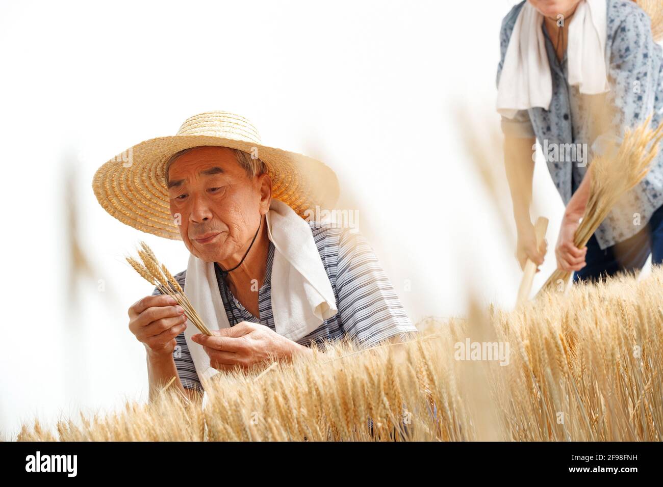 Family farmers working in wheat hi-res stock photography and images - Alamy