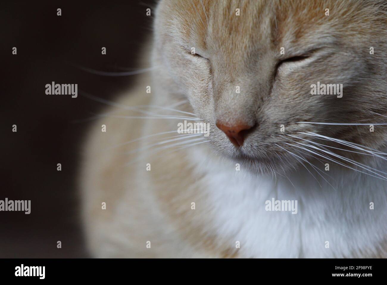 Cream Tabby Cat (Felis catus) at Rest Stock Photo - Alamy