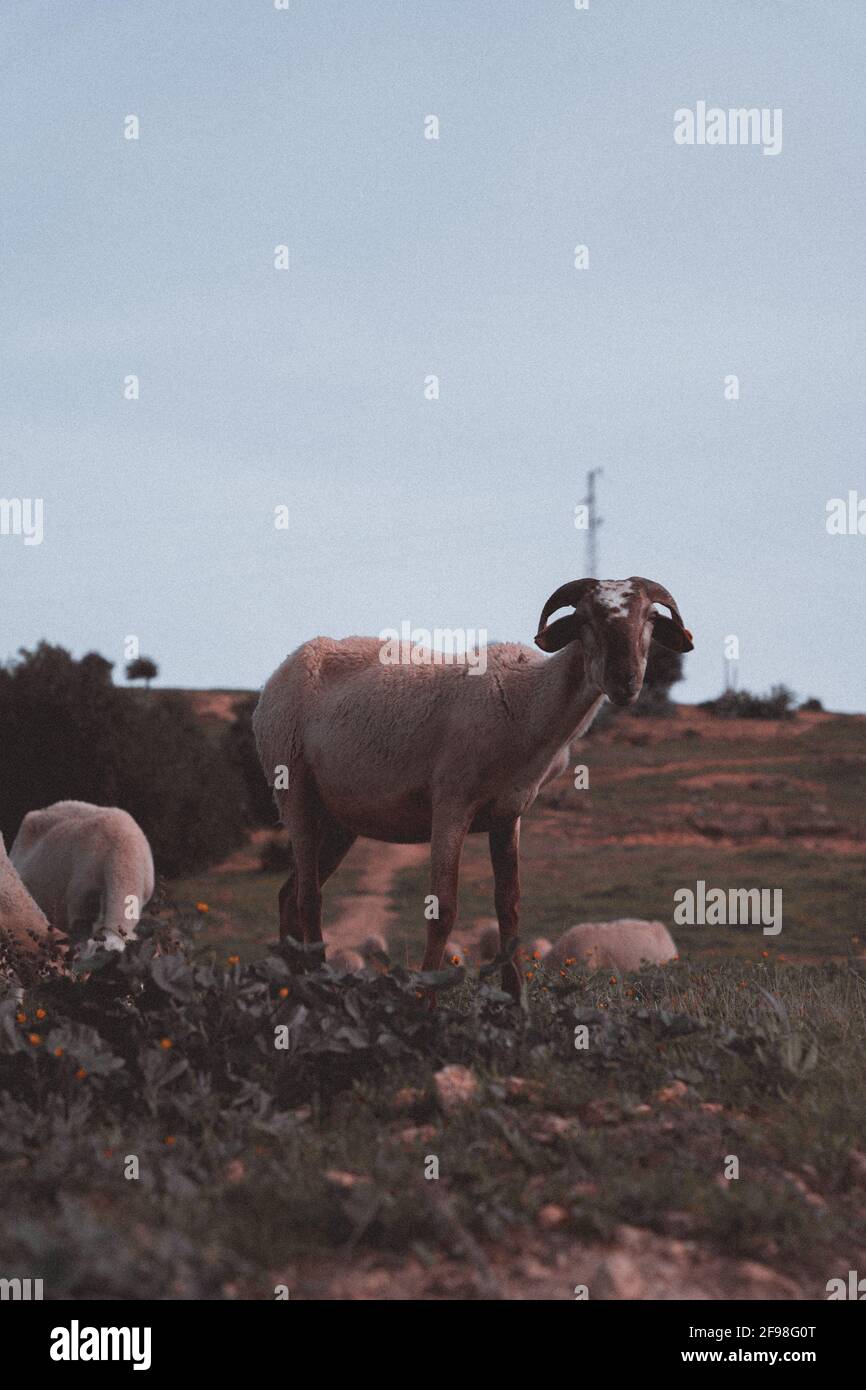 Vertical shot of sheep without fur grazing in the meadow Stock Photo ...
