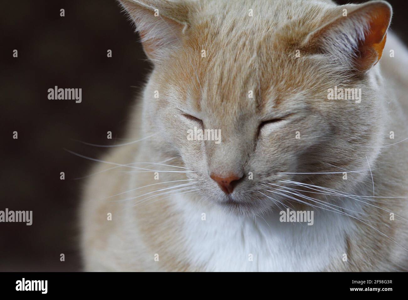 Cream Tabby Cat (Felis catus) at Rest Stock Photo - Alamy