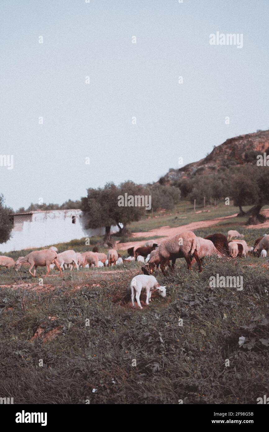 Vertical shot of sheep without fur grazing in the meadow Stock Photo ...