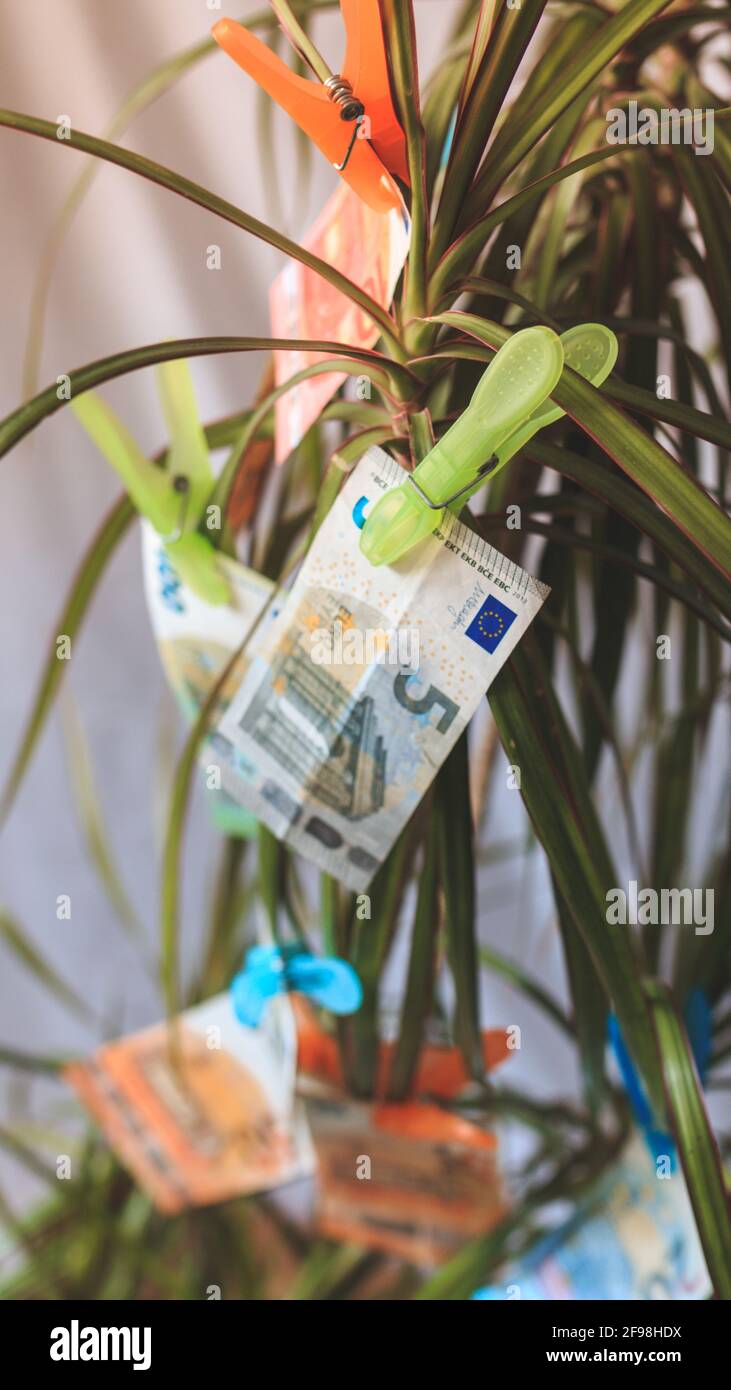 Money does not grow on trees / banknotes on house plants, symbol money ...