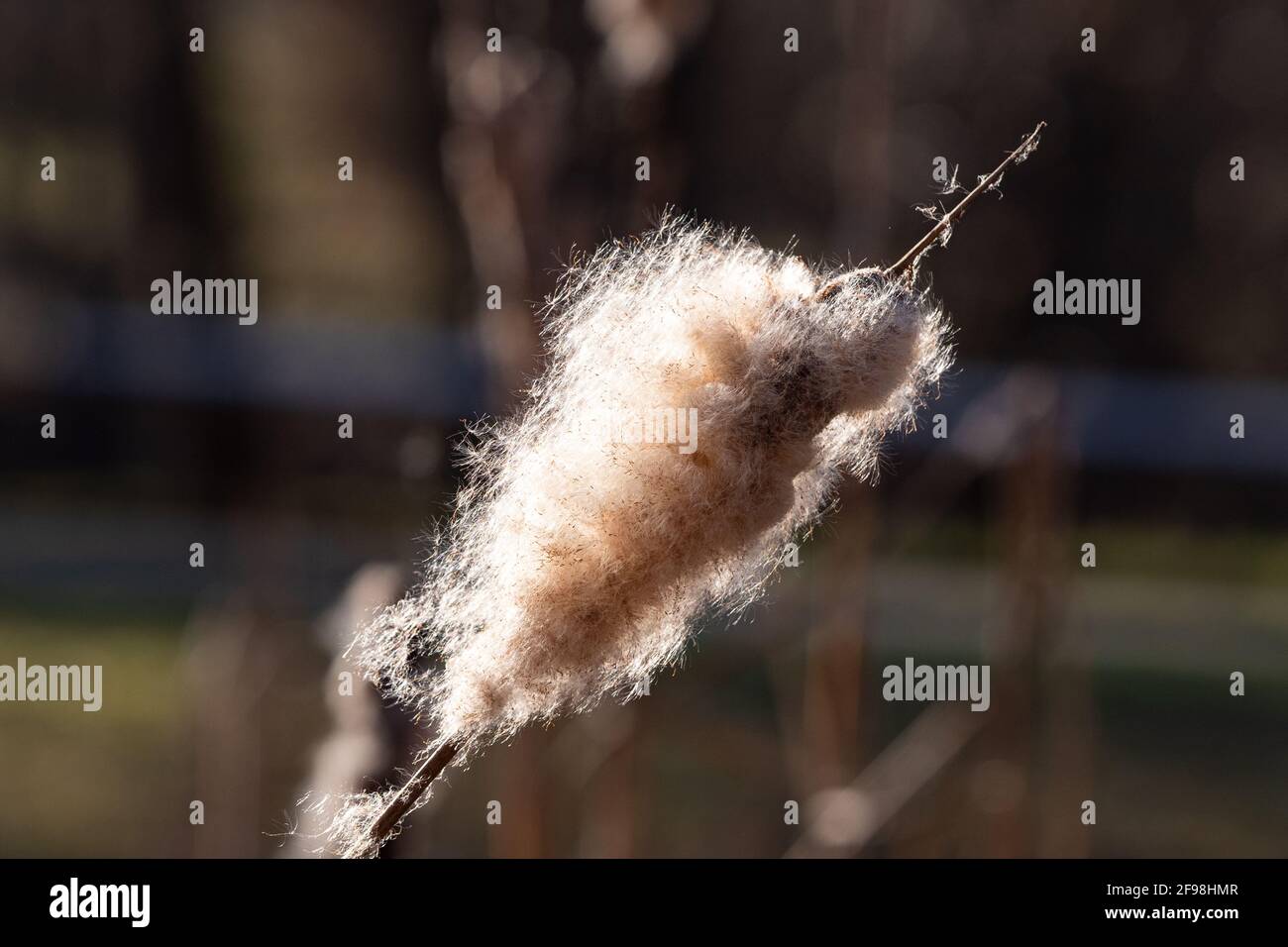 Close up of a reed fluff Stock Photo - Alamy