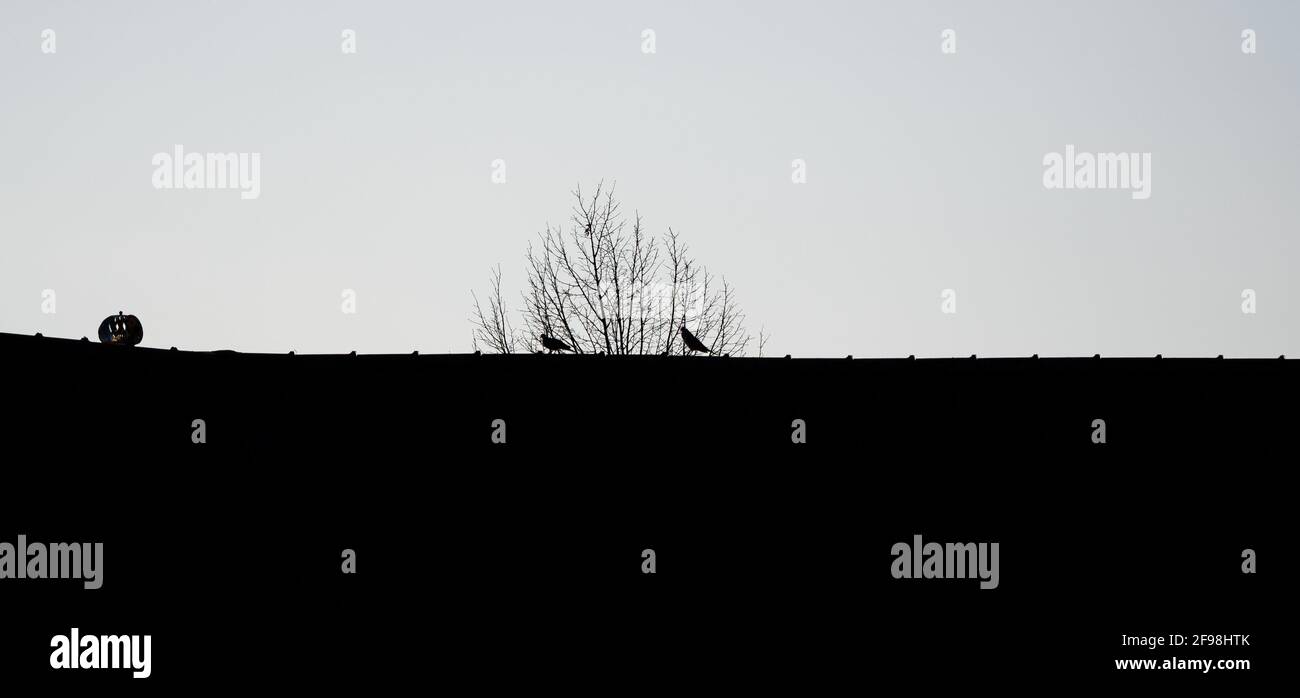 Bird on a rooftop horizon Stock Photo - Alamy