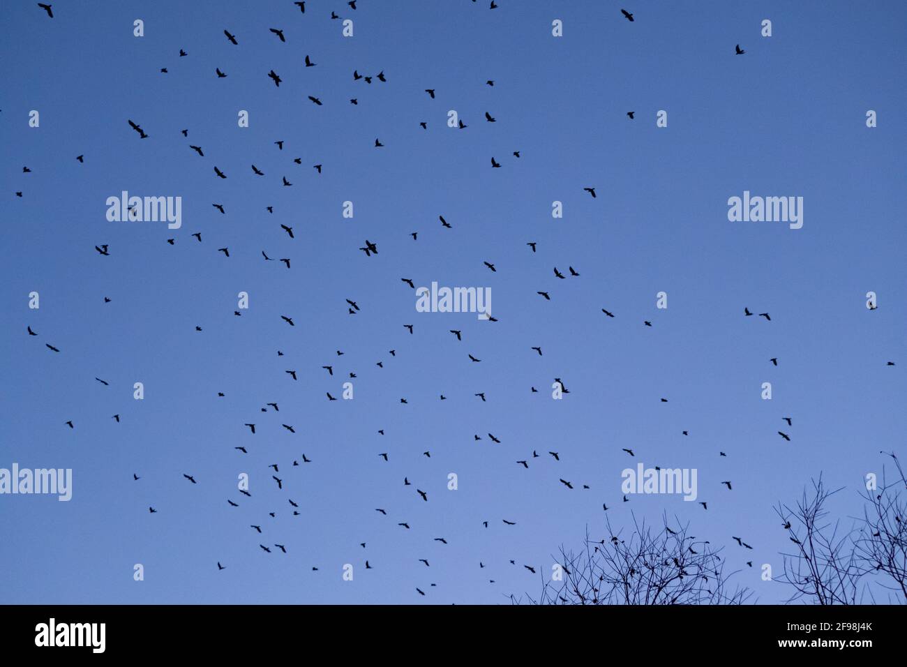 Flocks crows hi-res stock photography and images - Alamy