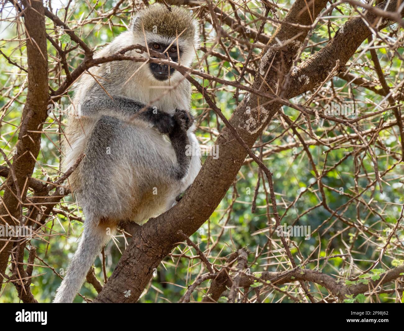 Serengeti National Park, Tanzania, Africa - February 29, 2020: Vervet ...