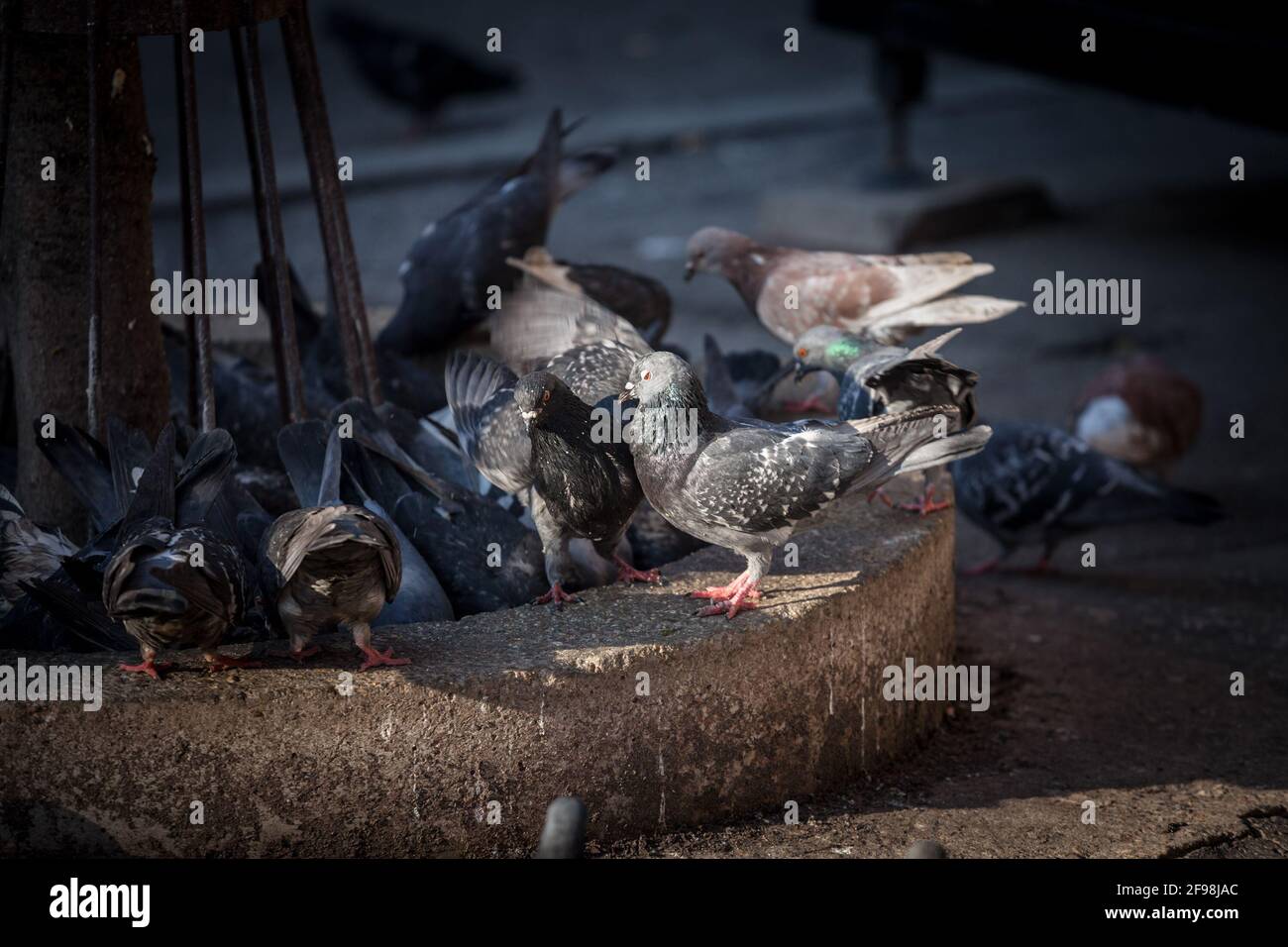 Flock and group of pigeons, a crowd, rock dove, domestic pigeons ...