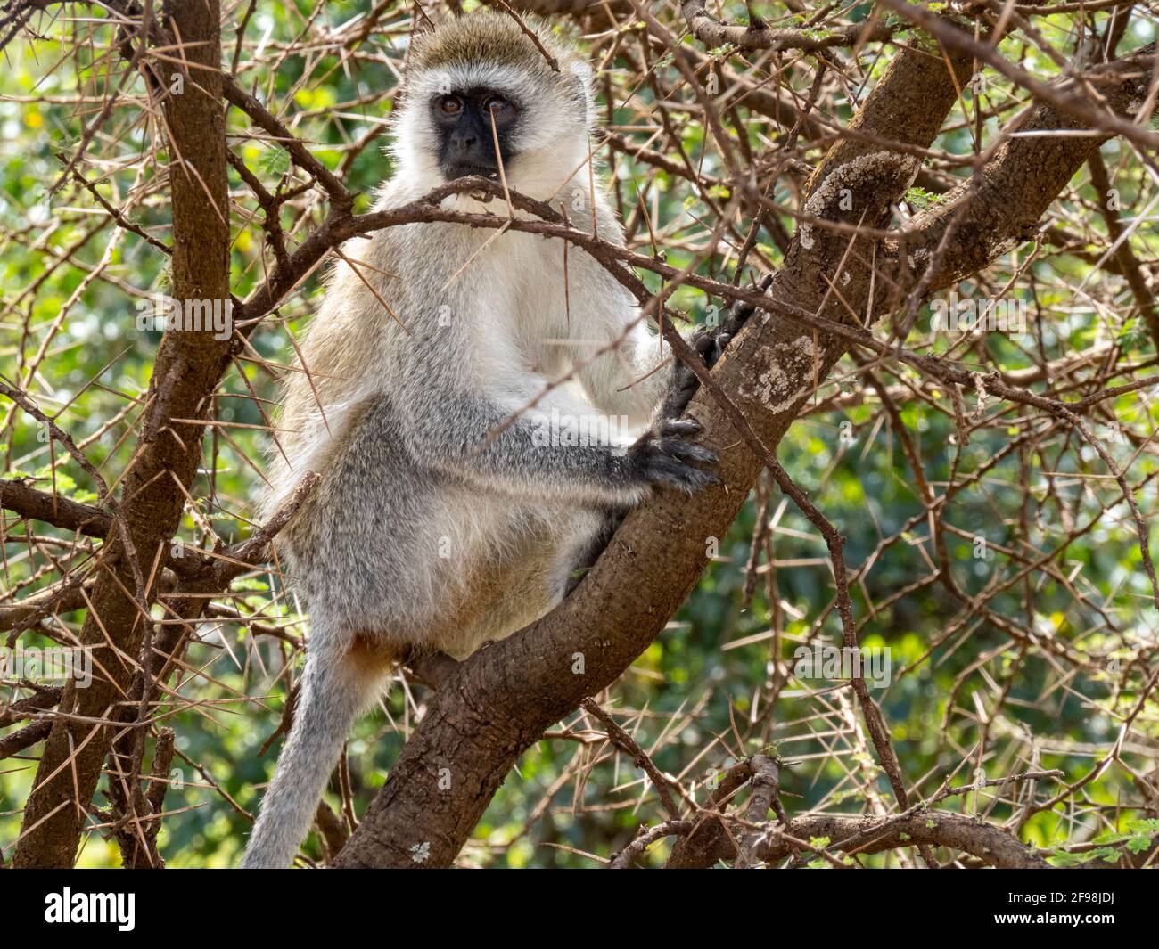 African Monkeys In Tree