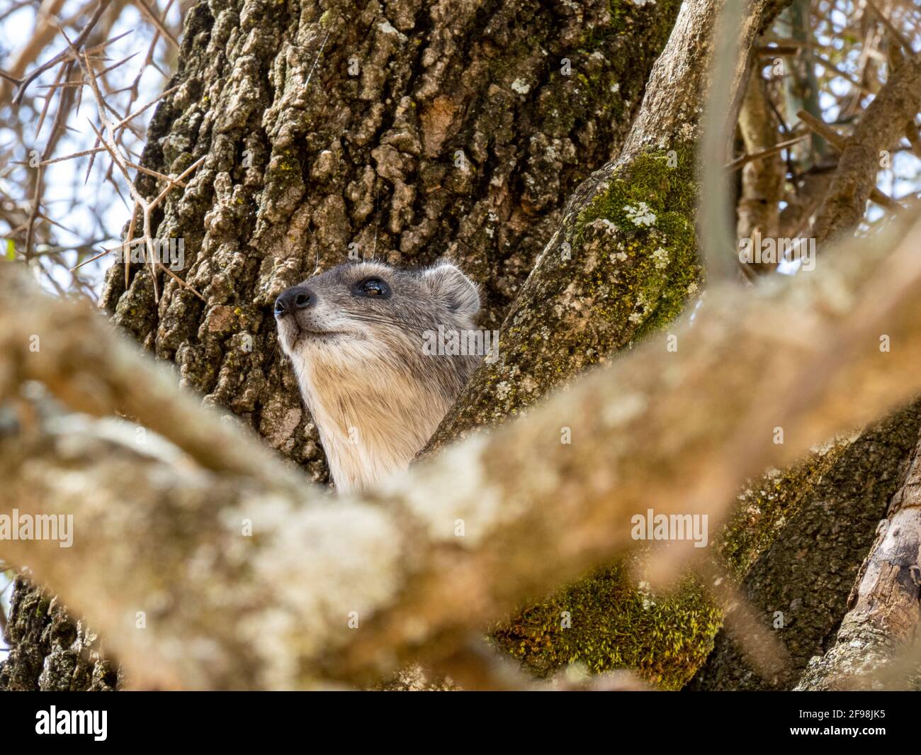 Rock hyrax in lake hi-res stock photography and images - Alamy