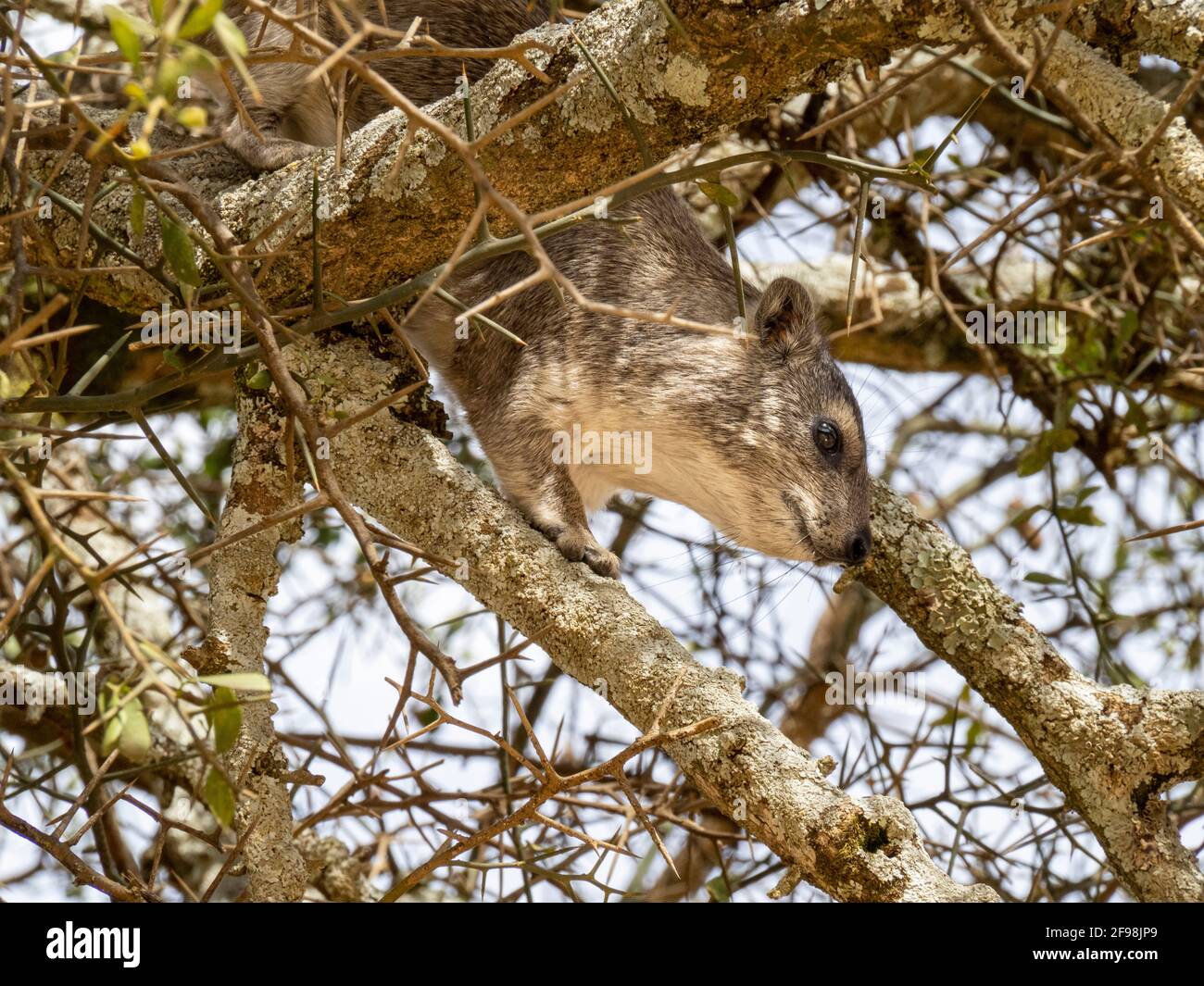 Serengeti National Park, Tanzania, Africa - February 29, 2020: Rock ...