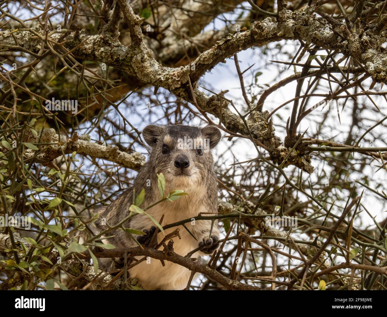 Serengeti National Park, Tanzania, Africa - February 29, 2020: Rock ...
