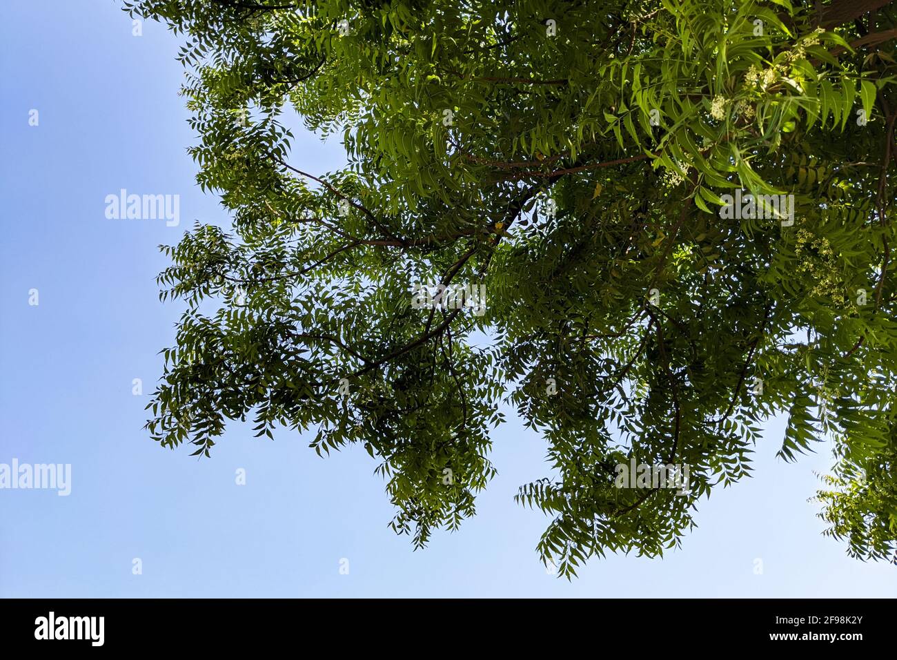 Low-angle shot of tree twigs with green leaves with the clear sky on ...