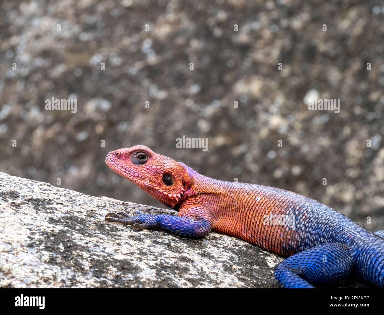 Serengeti National Park, Tanzania, Africa - February 29, 2020: Blue ...