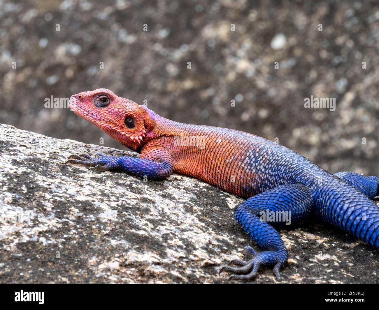 Serengeti National Park, Tanzania, Africa - February 29, 2020: Blue ...