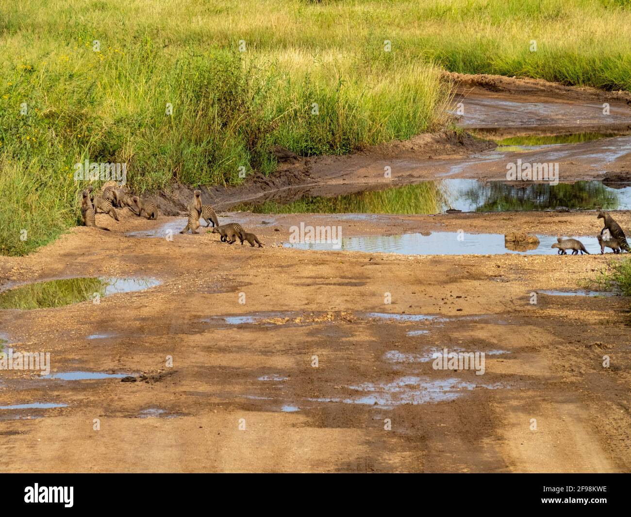 Serengeti National Park, Tanzania, Africa - February 29, 2020: Banded ...