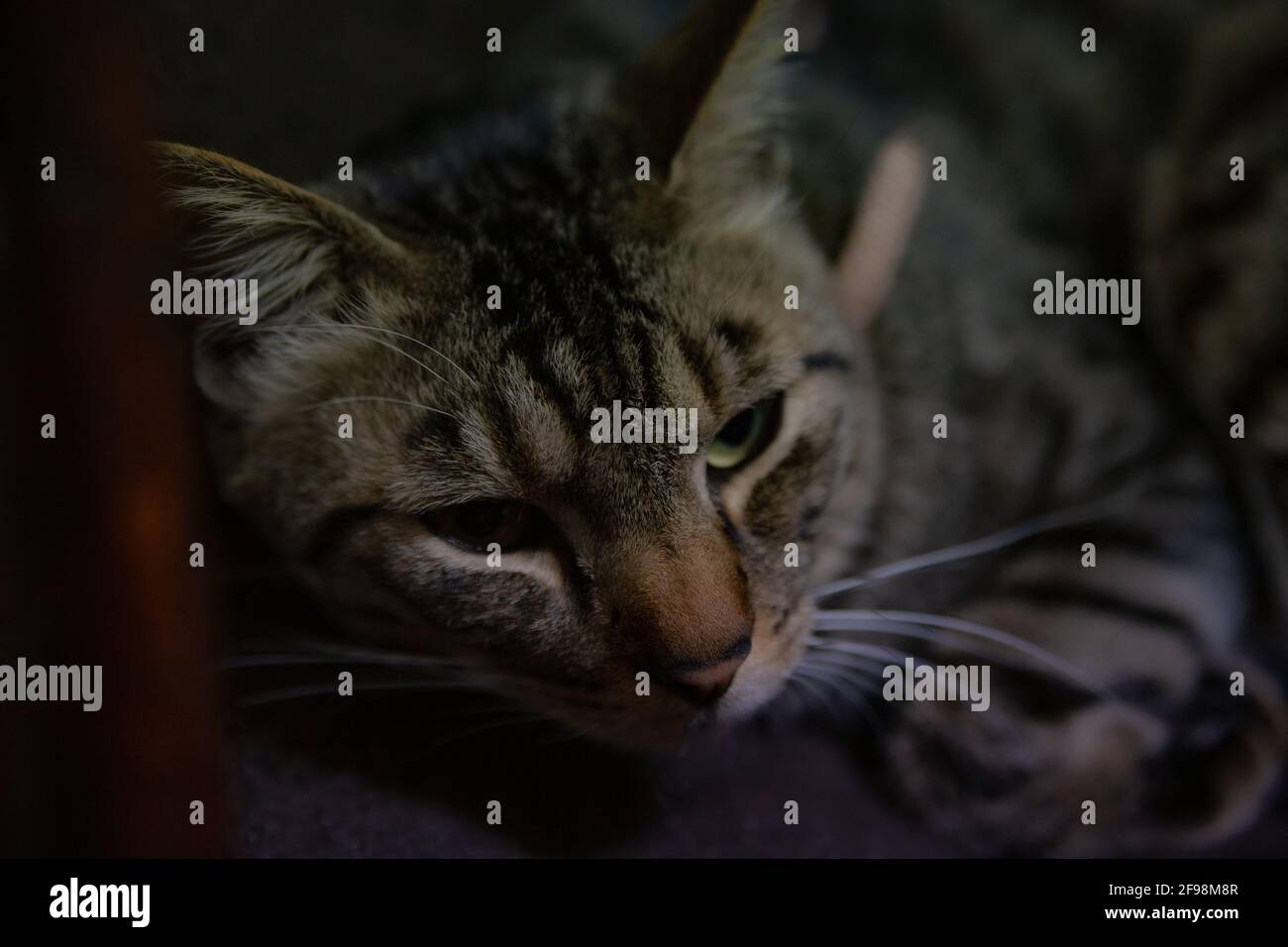 Closeup shot of a tired grey cat looking into the distance Stock Photo ...
