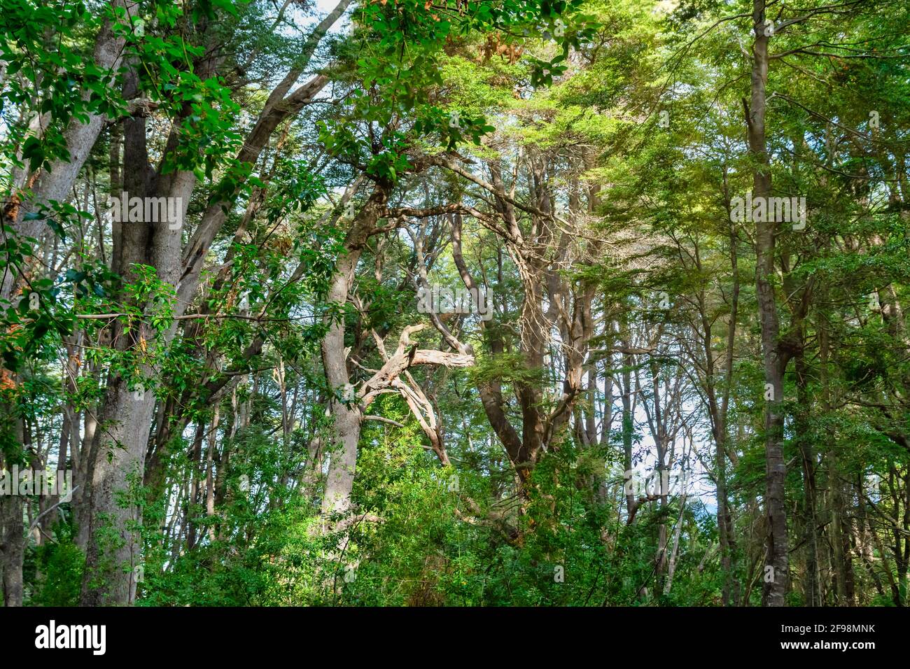Beautiful view of tall lush green trees in the forest with sunlight ...