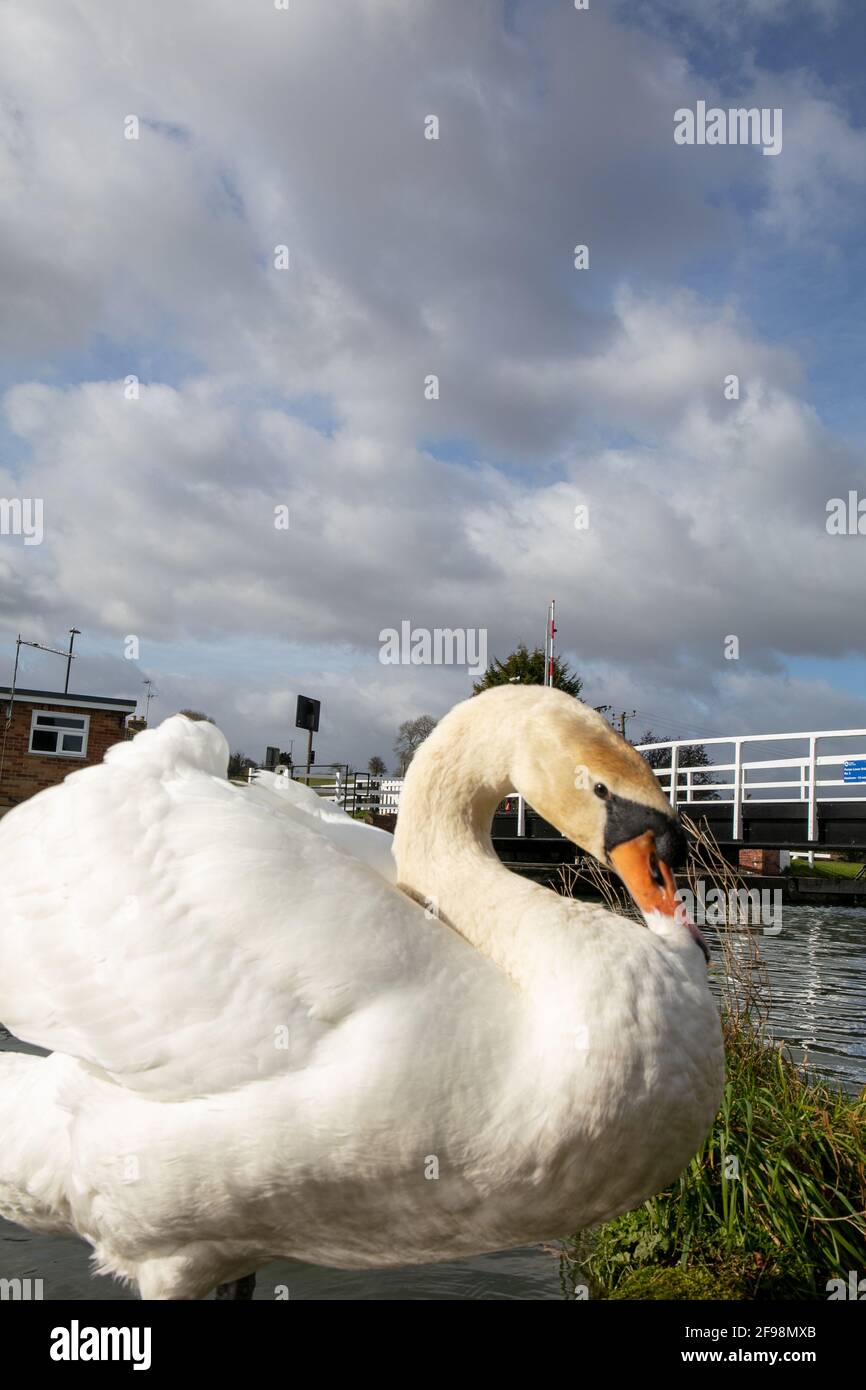 Vertical shot of a beautiful, white swan on the park background Stock ...
