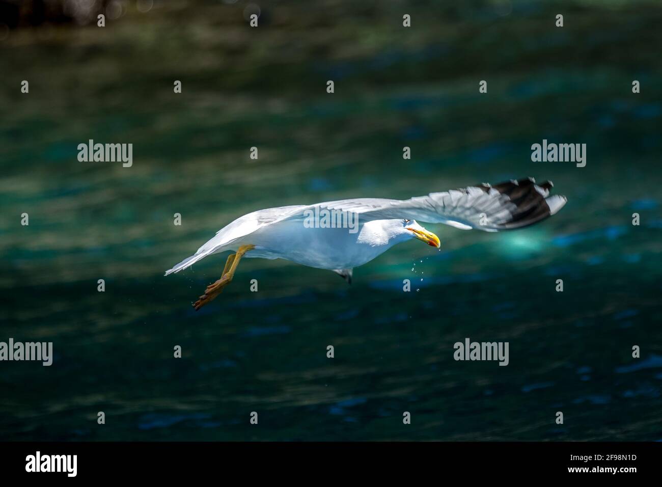 Beautiful shot cute seagull hi-res stock photography and images - Alamy