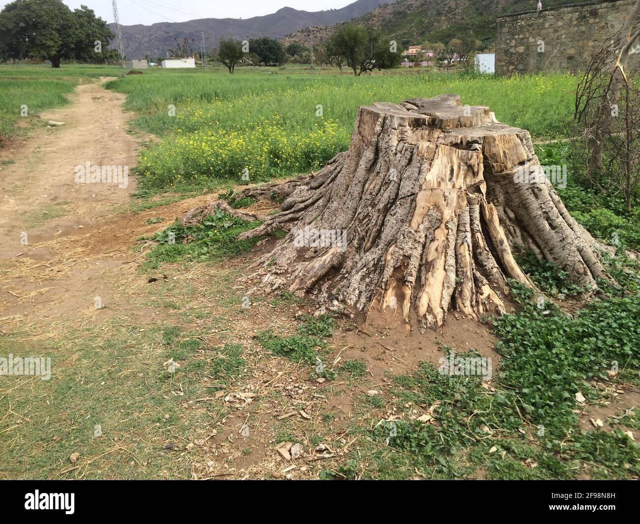 Stump in a field next to a narrow route Stock Photo - Alamy