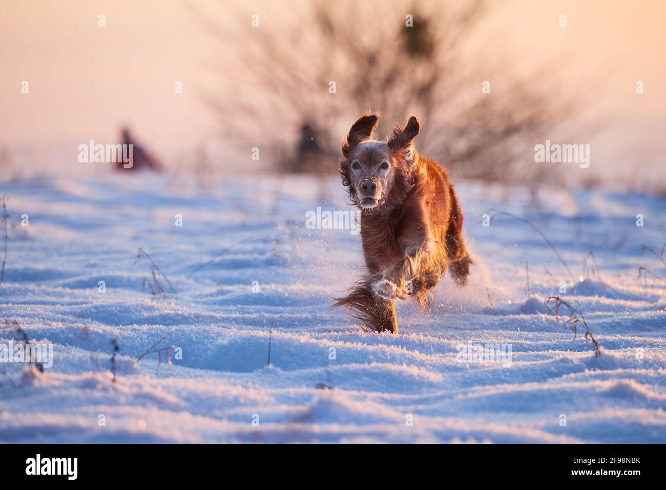 Dog pack run hi-res stock photography and images - Alamy