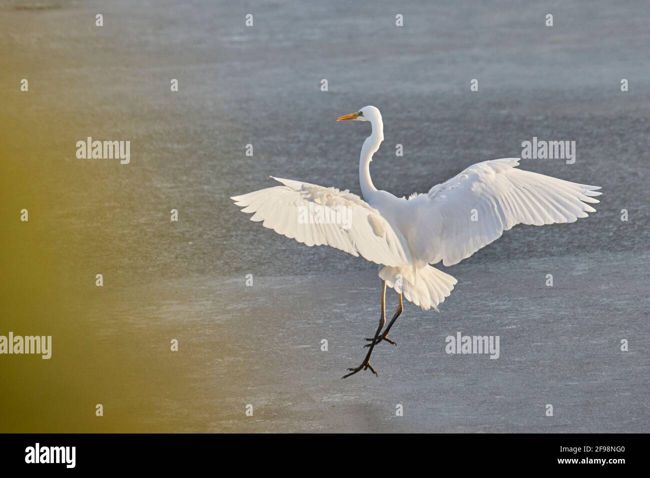 Great Egret, Ardea alba, flying Stock Photo - Alamy