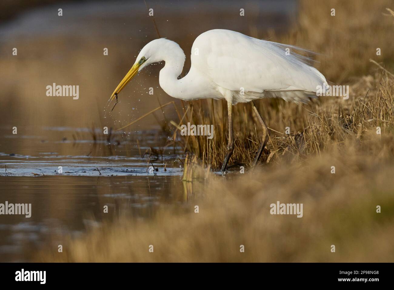 Great Egret, Ardea alba, Egretta alba Stock Photo - Alamy