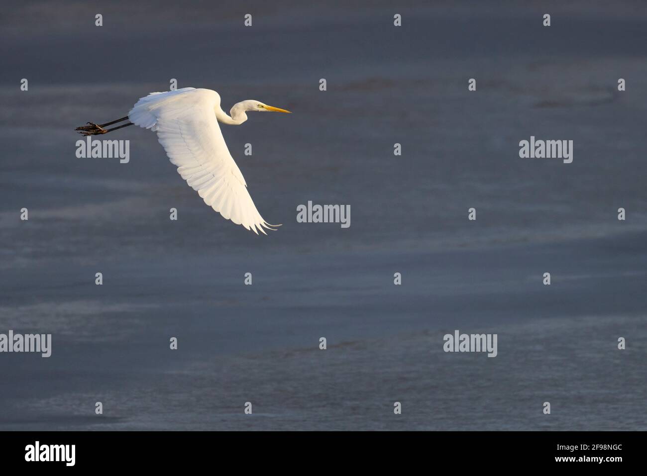 Great Egret, Ardea alba, flying Stock Photo - Alamy