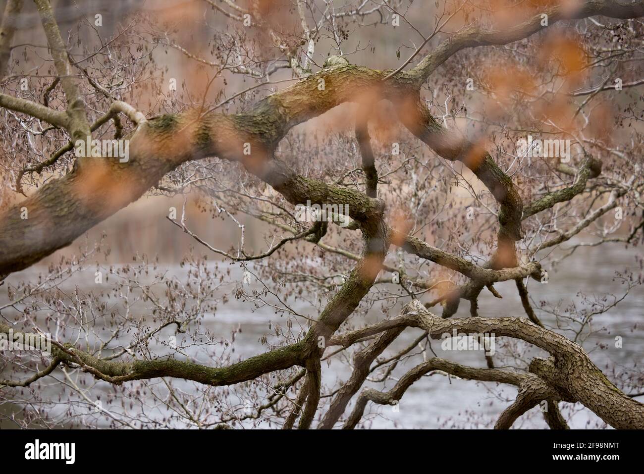 Alder, leaves, winter, tree, branch Stock Photo - Alamy