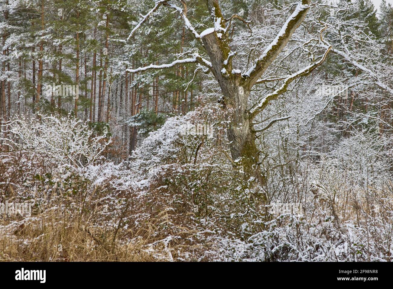 Oak tree winter hi-res stock photography and images - Alamy