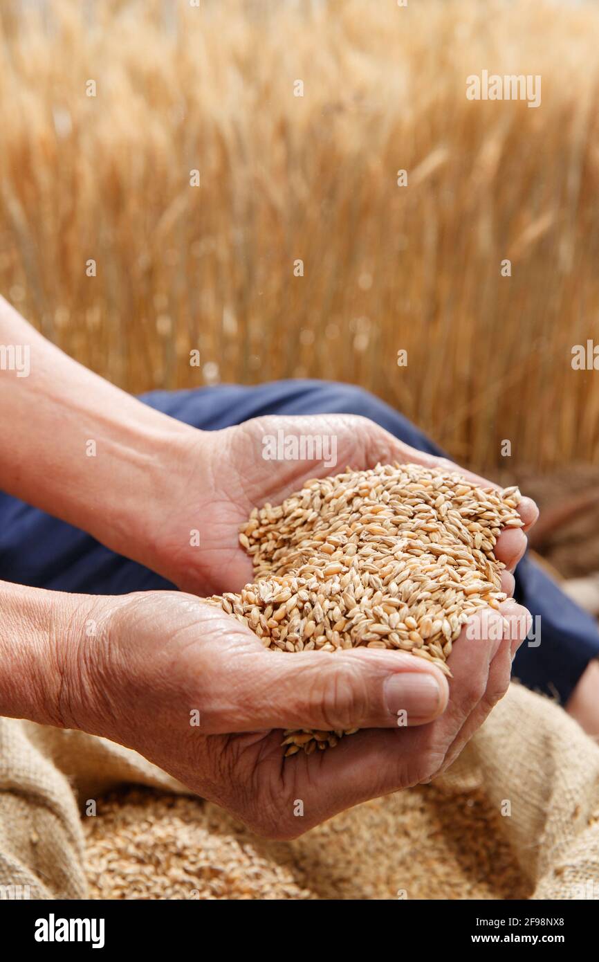 Farmers hand touching wheat hi-res stock photography and images - Alamy