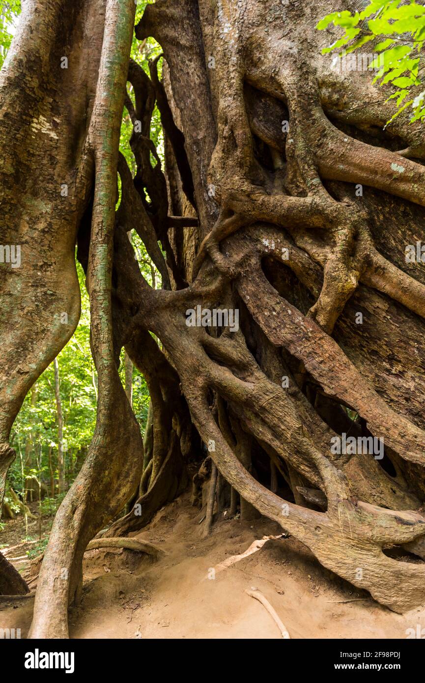 Sri Lanka, Ritigala, forest monastery, tree, detail, Wurzelne Stock ...