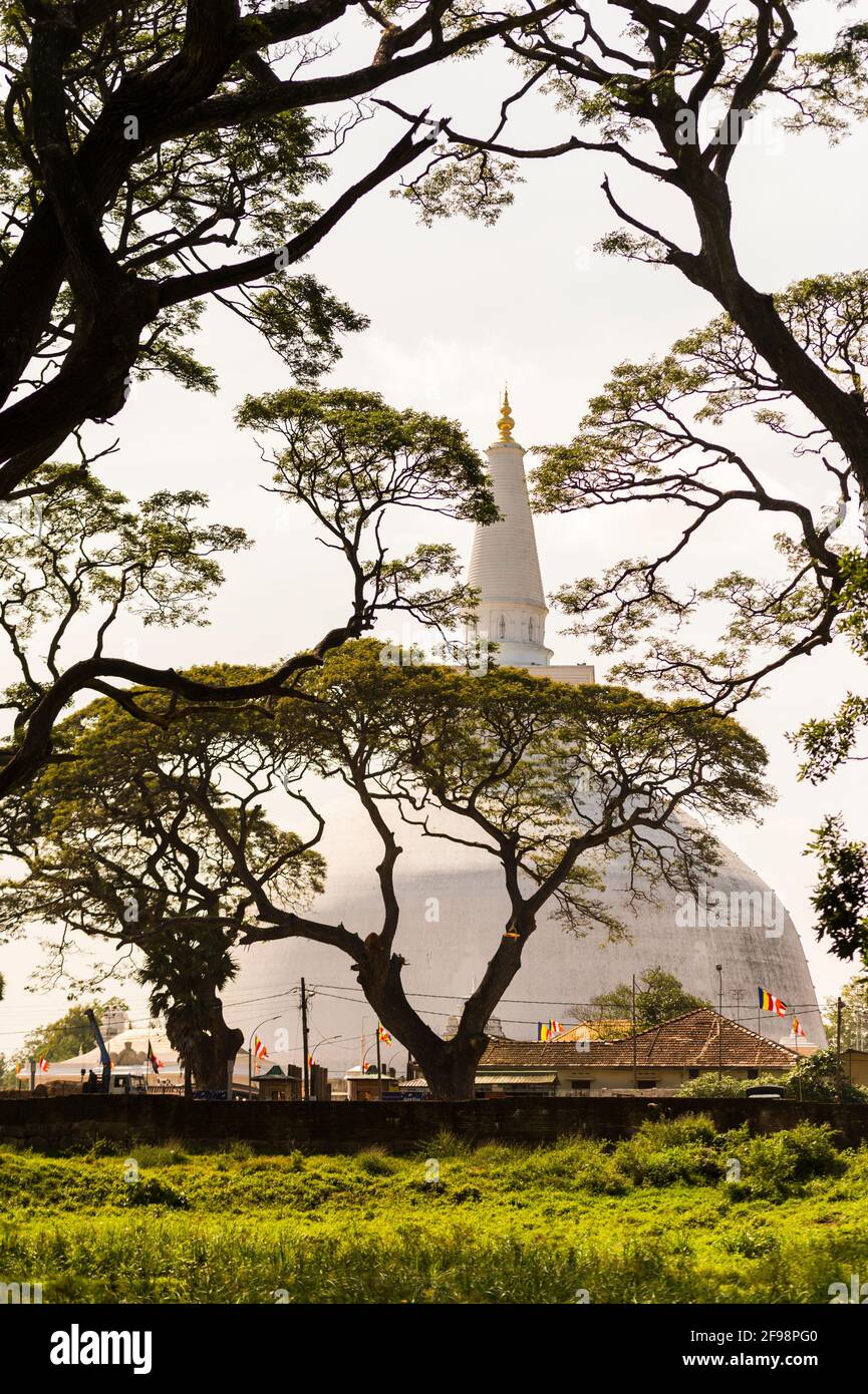 Sri Lanka, Anuradhapura, Ruwanweli Seya Dagoba, trees, detail Stock ...