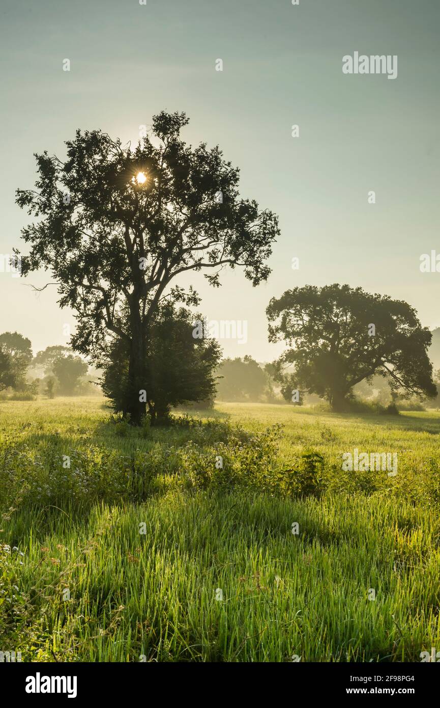 Sri Lanka, Ritigala, Forest Monastery Stock Photo - Alamy