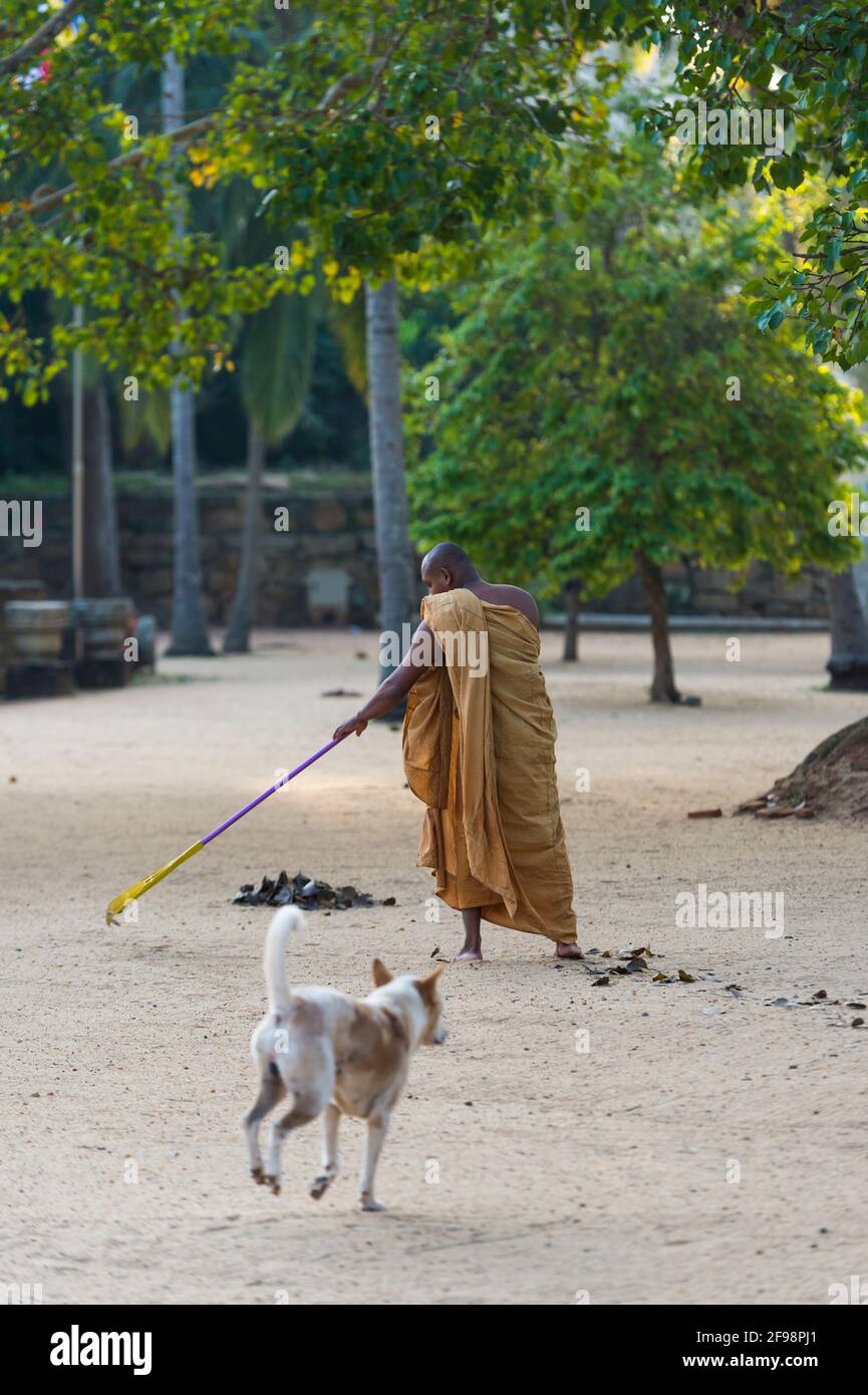 Sri Lanka, Mihintale, Mihintale Dagoba, monk, dog Stock Photo - Alamy