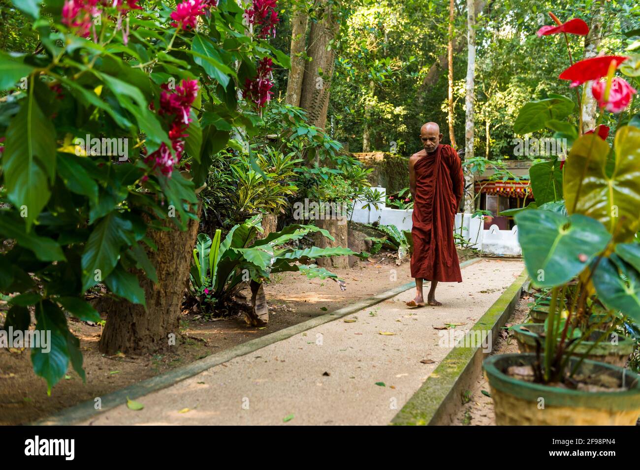 Sri Lanka, Melsiripura, forest monastery Humbulugala Arannya, monk ...
