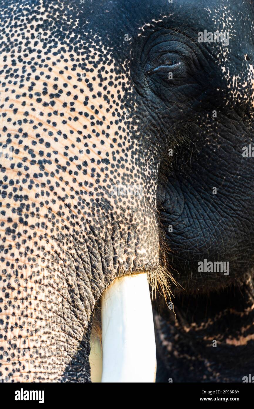 Sri Lanka, Kataragama, temple Kataragama, elephant, detail Stock Photo ...