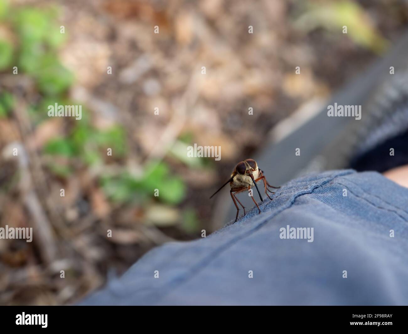Australian March Fly trying to pierce through hiking pants, Wilsons ...