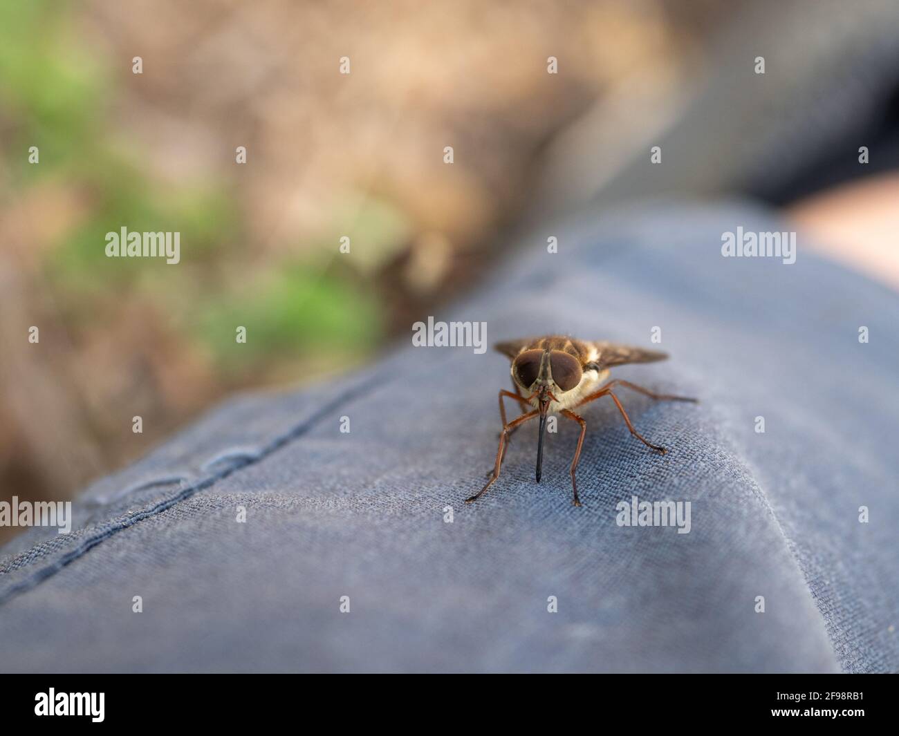 Australian March Fly trying to pierce through hiking pants, Wilsons ...