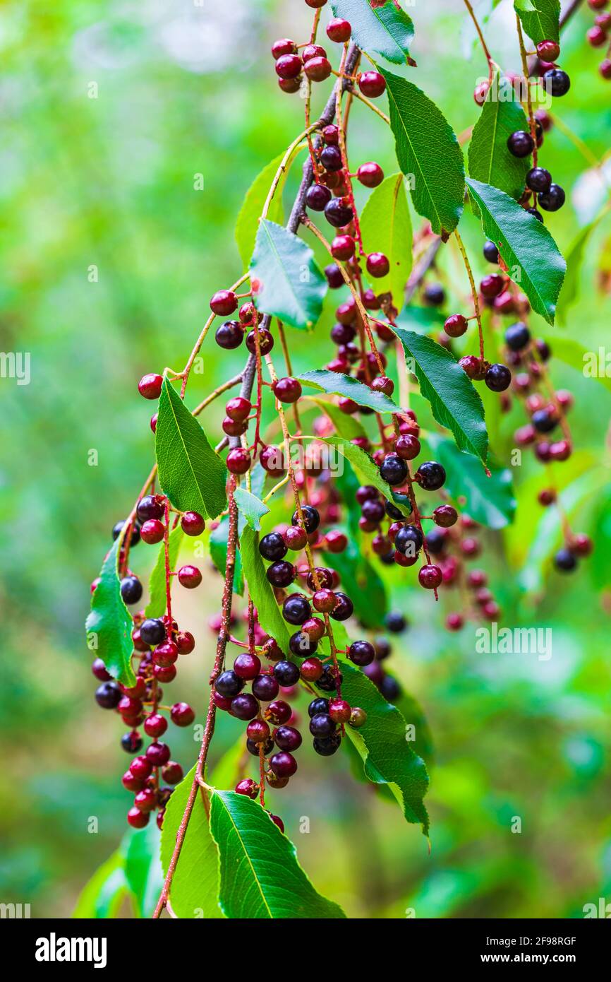 Bird cherry, branch, fruits, close-up Stock Photo - Alamy