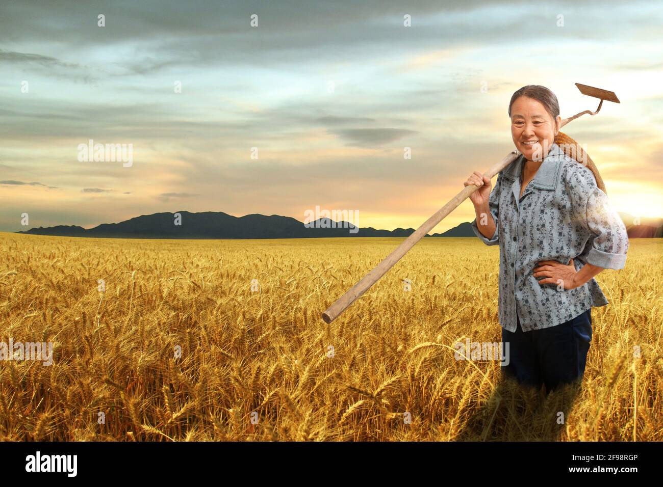 Indian women harvesting wheat crop hi-res stock photography and images ...
