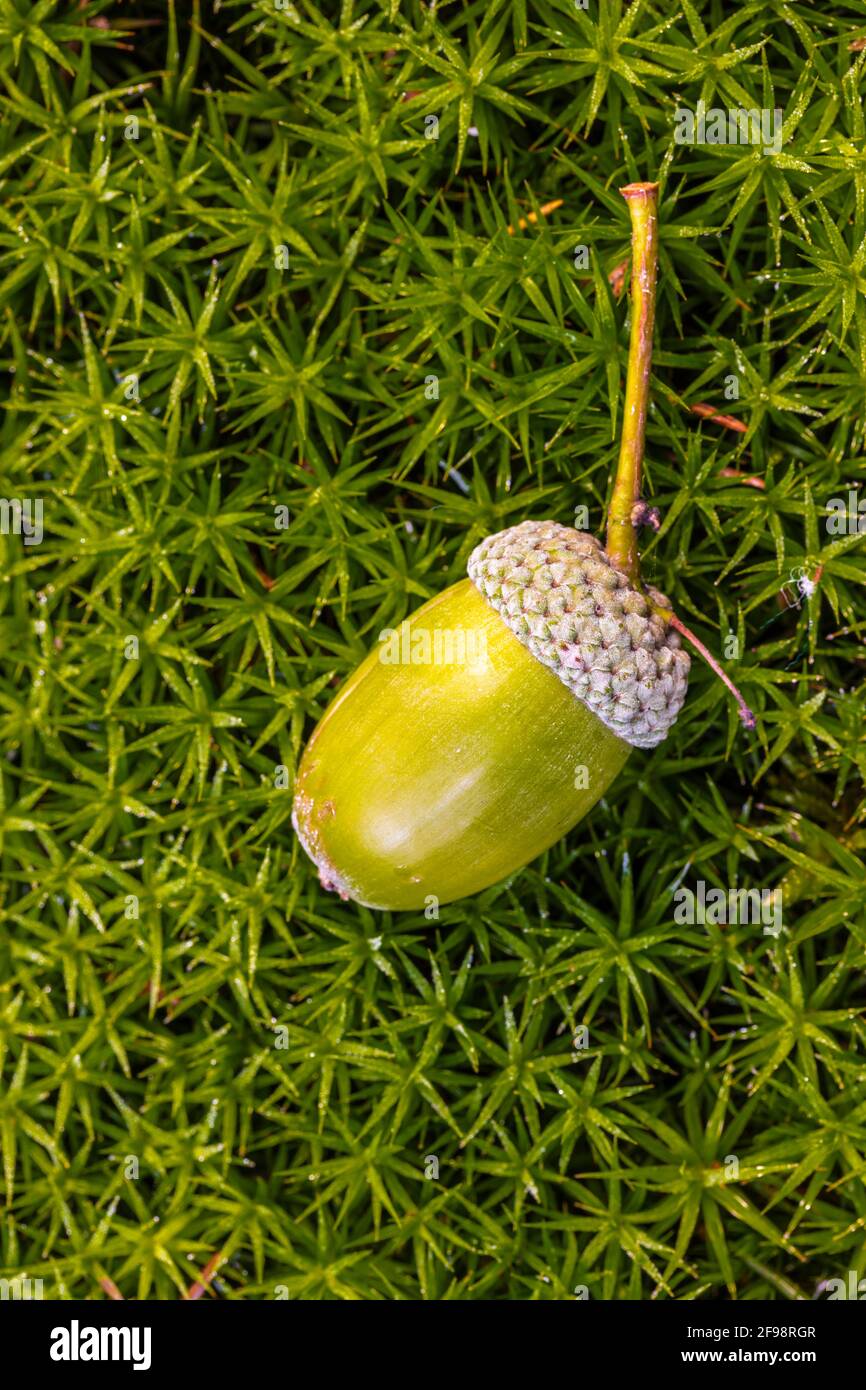 Acorn seeds cup hi-res stock photography and images - Alamy