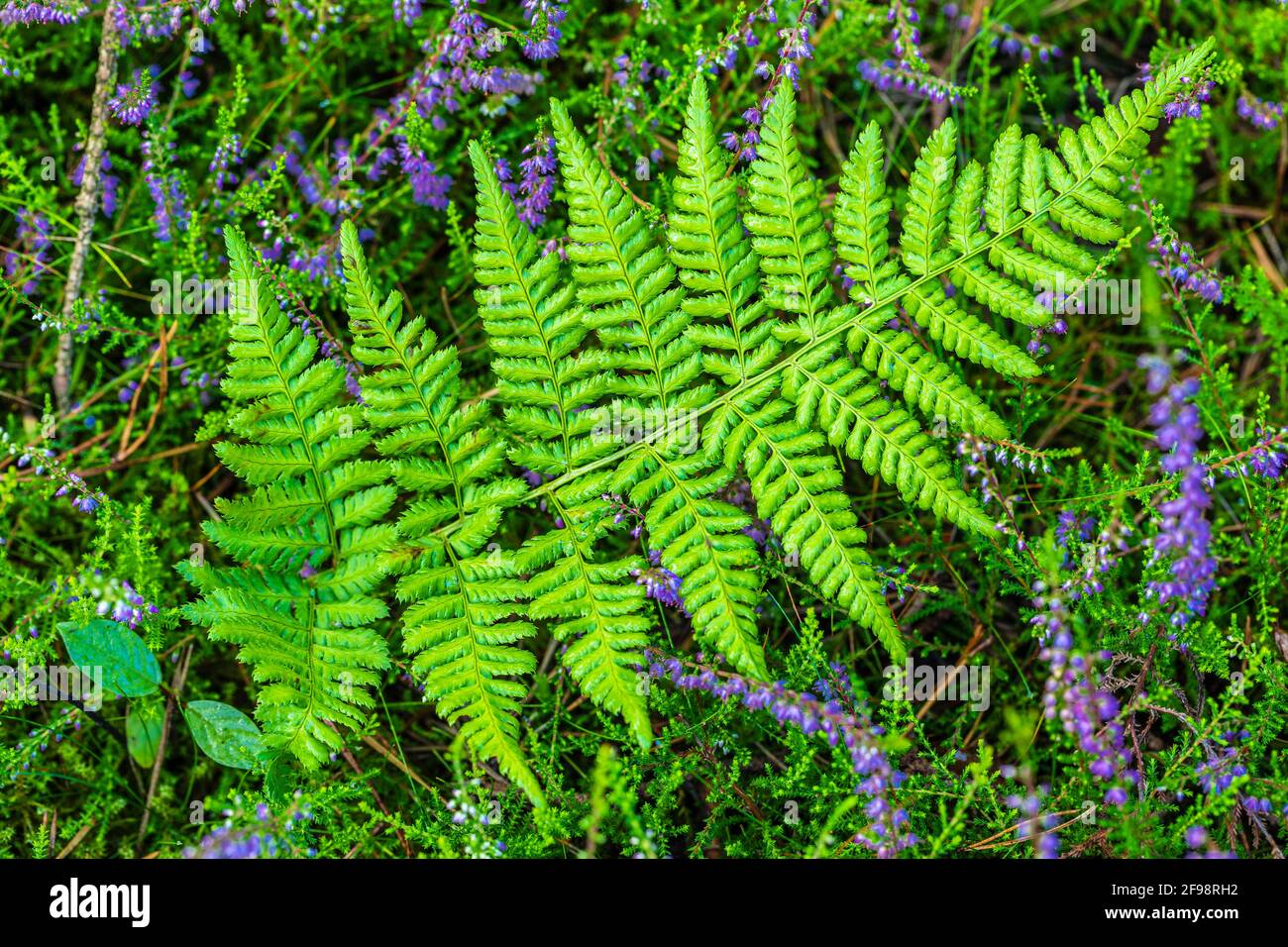 Heather fern hi-res stock photography and images - Alamy