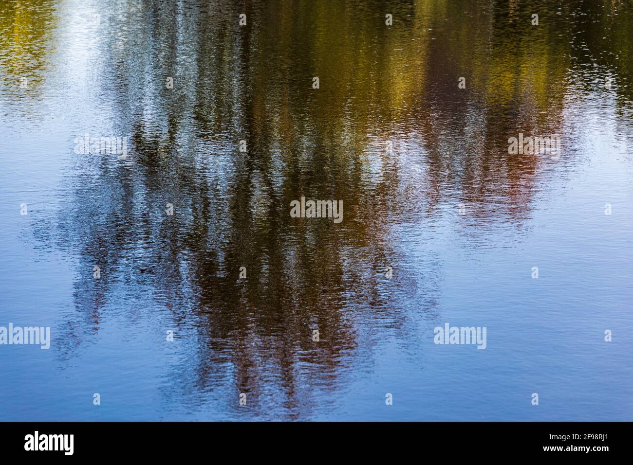 Abstract tree reflection on calm water surface Stock Photo - Alamy