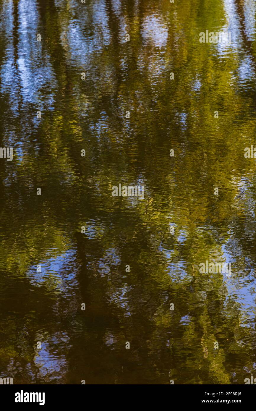 Abstract tree reflection on calm water surface Stock Photo - Alamy