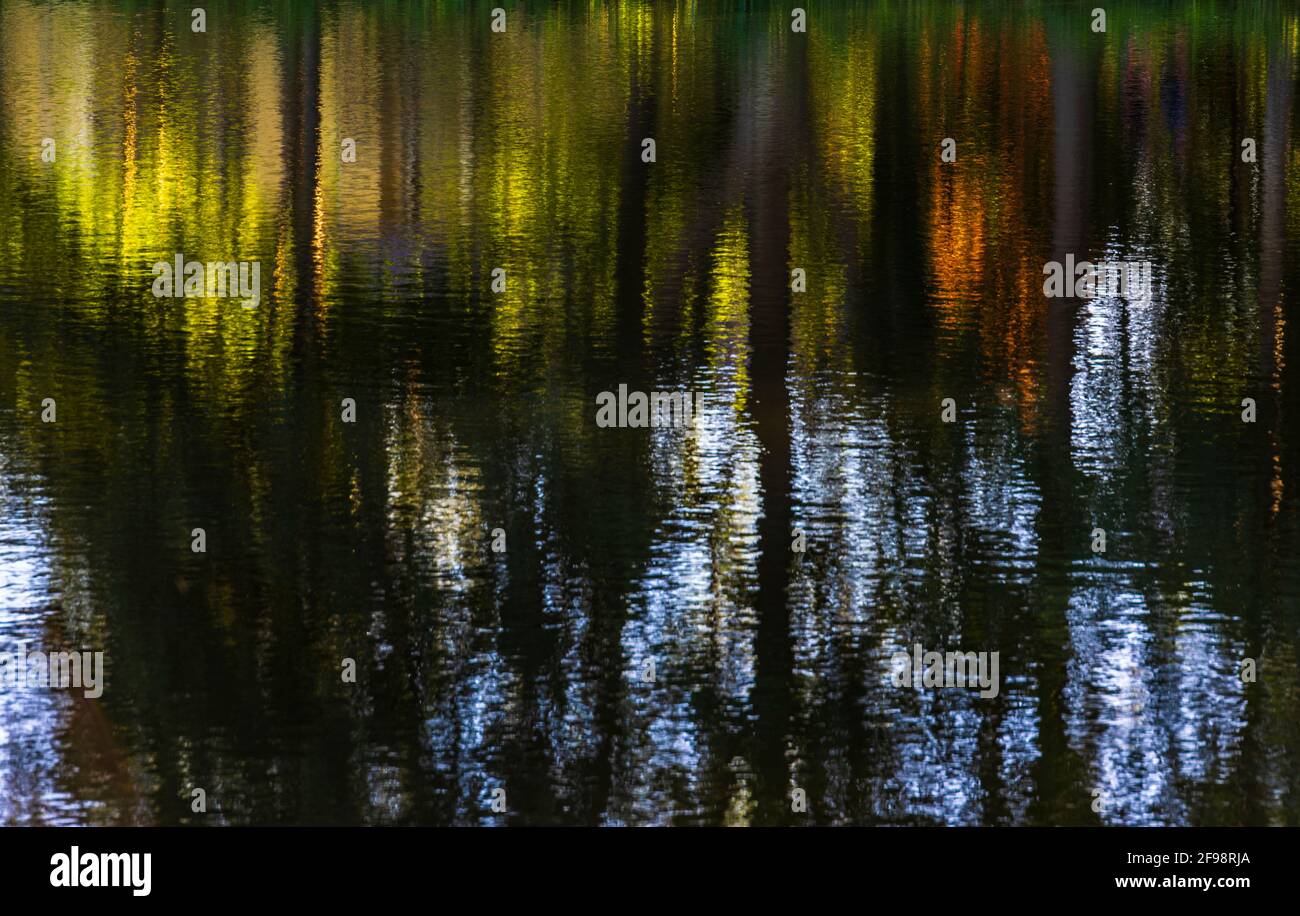 Abstract tree reflection on calm water surface Stock Photo - Alamy