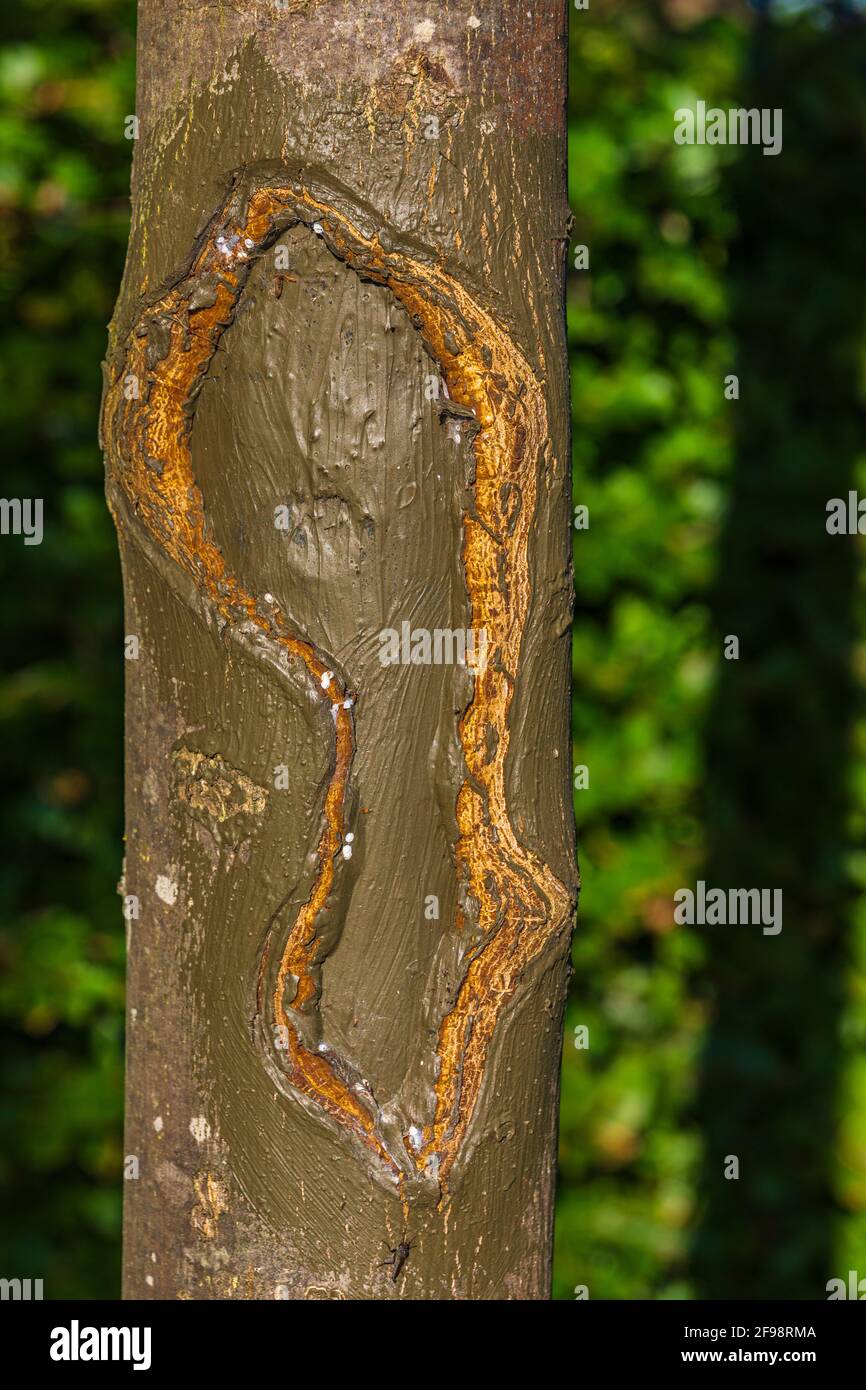 Tree wound hi-res stock photography and images - Alamy
