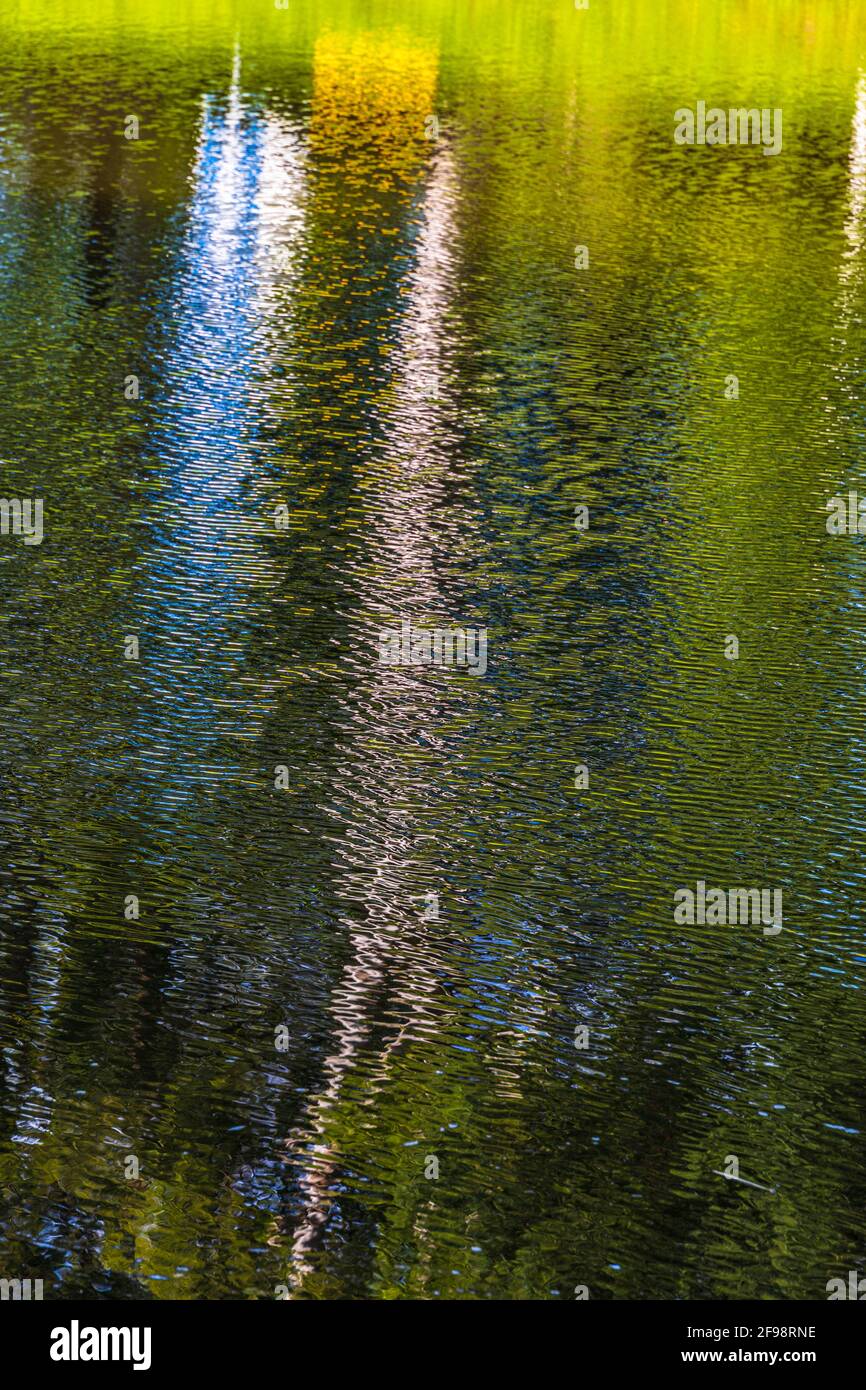 Abstract tree reflection on calm water surface Stock Photo - Alamy
