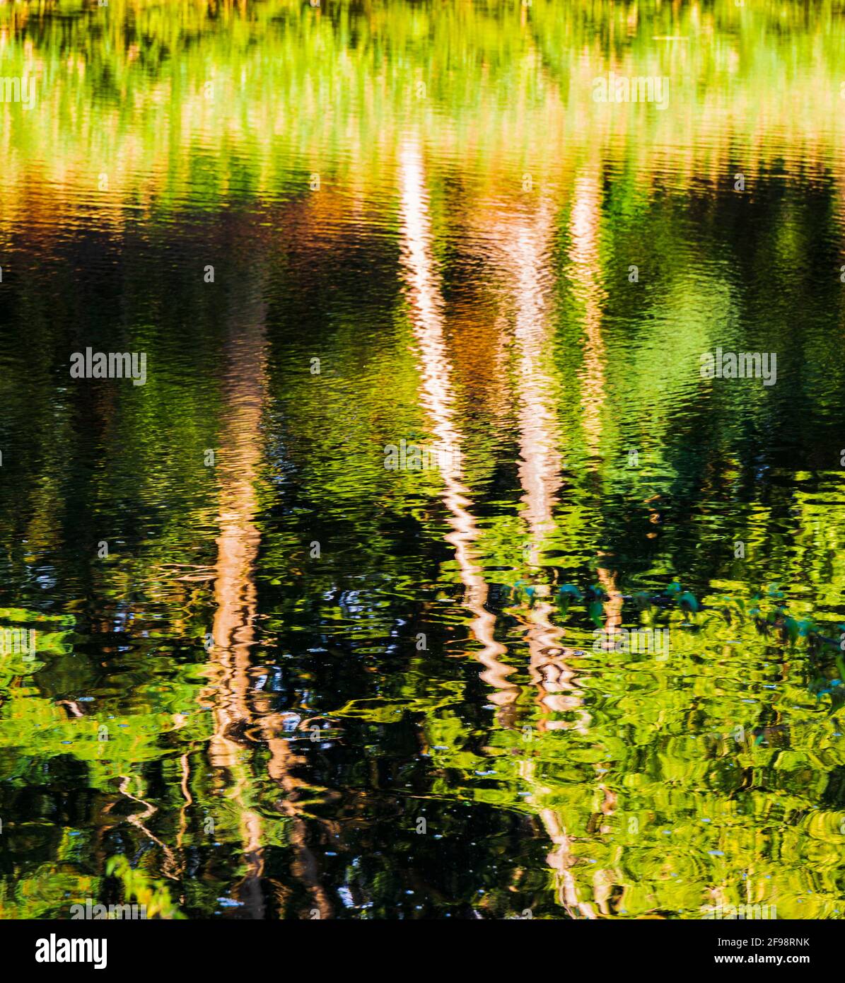 Trees, reflection on water surface Stock Photo - Alamy